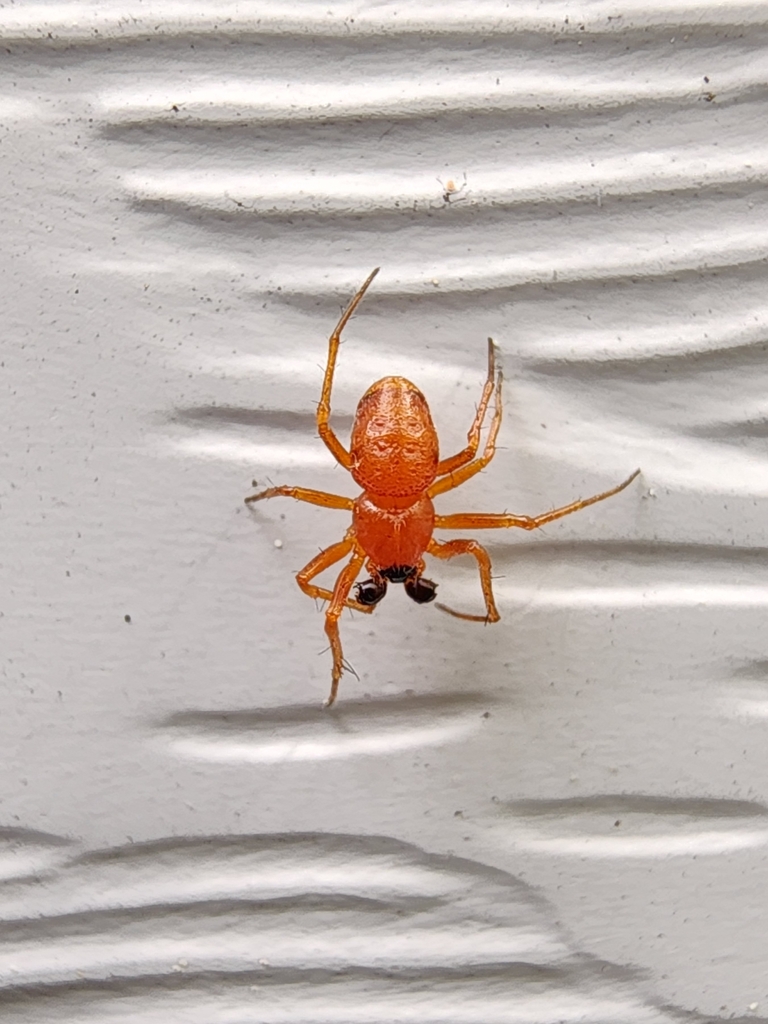 Hypsosinga from Elgin, SC, USA on April 04, 2023 at 11:18 AM by ...