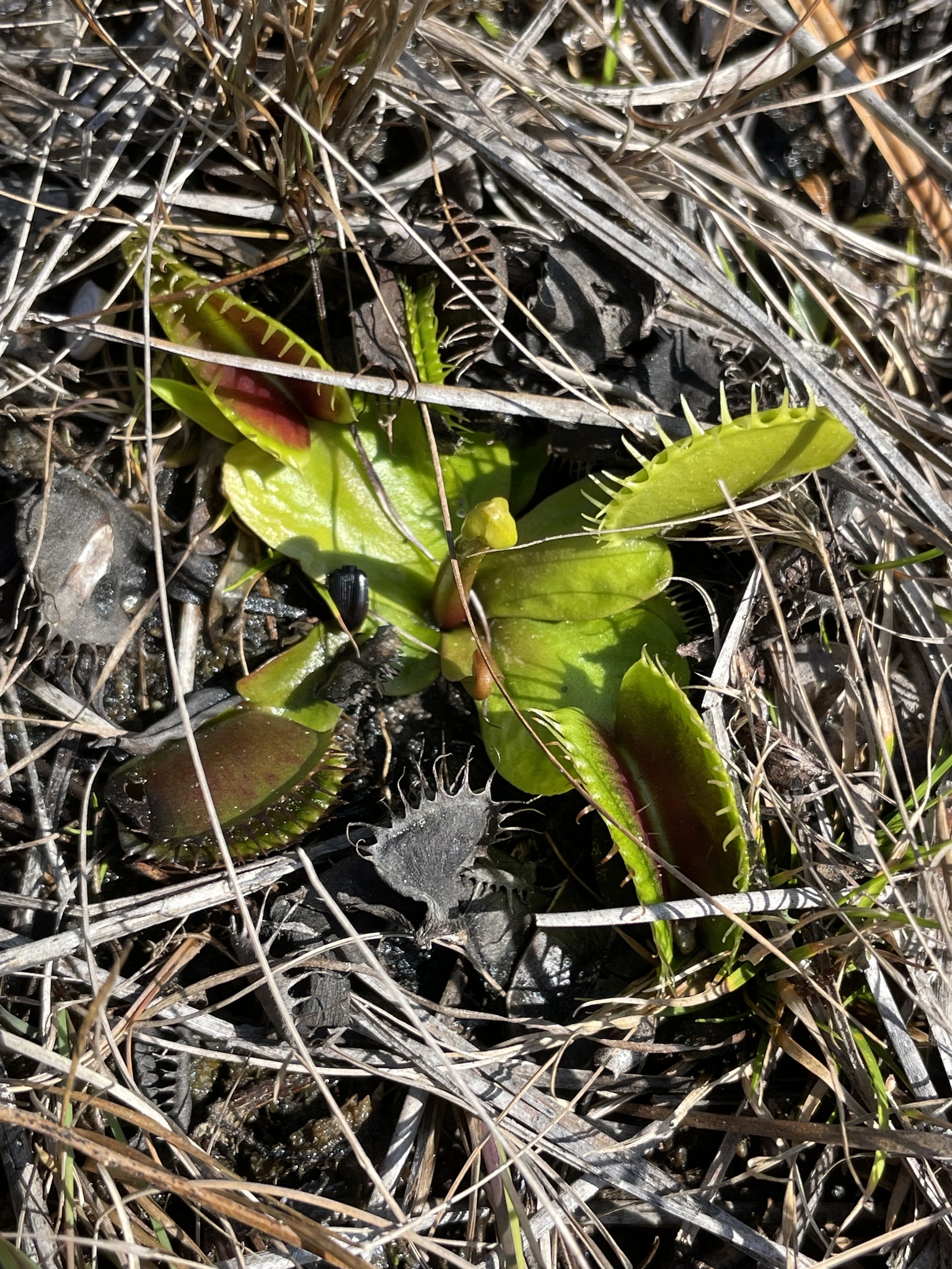 Dionaea muscipula Ellis