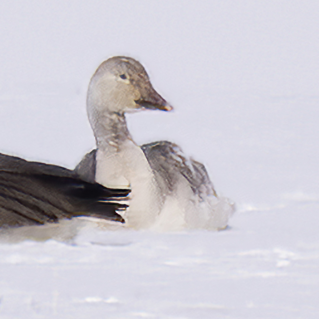 Snow Goose from 6 miles SE of Meeker, Rio Blanco County, CO, USA on ...