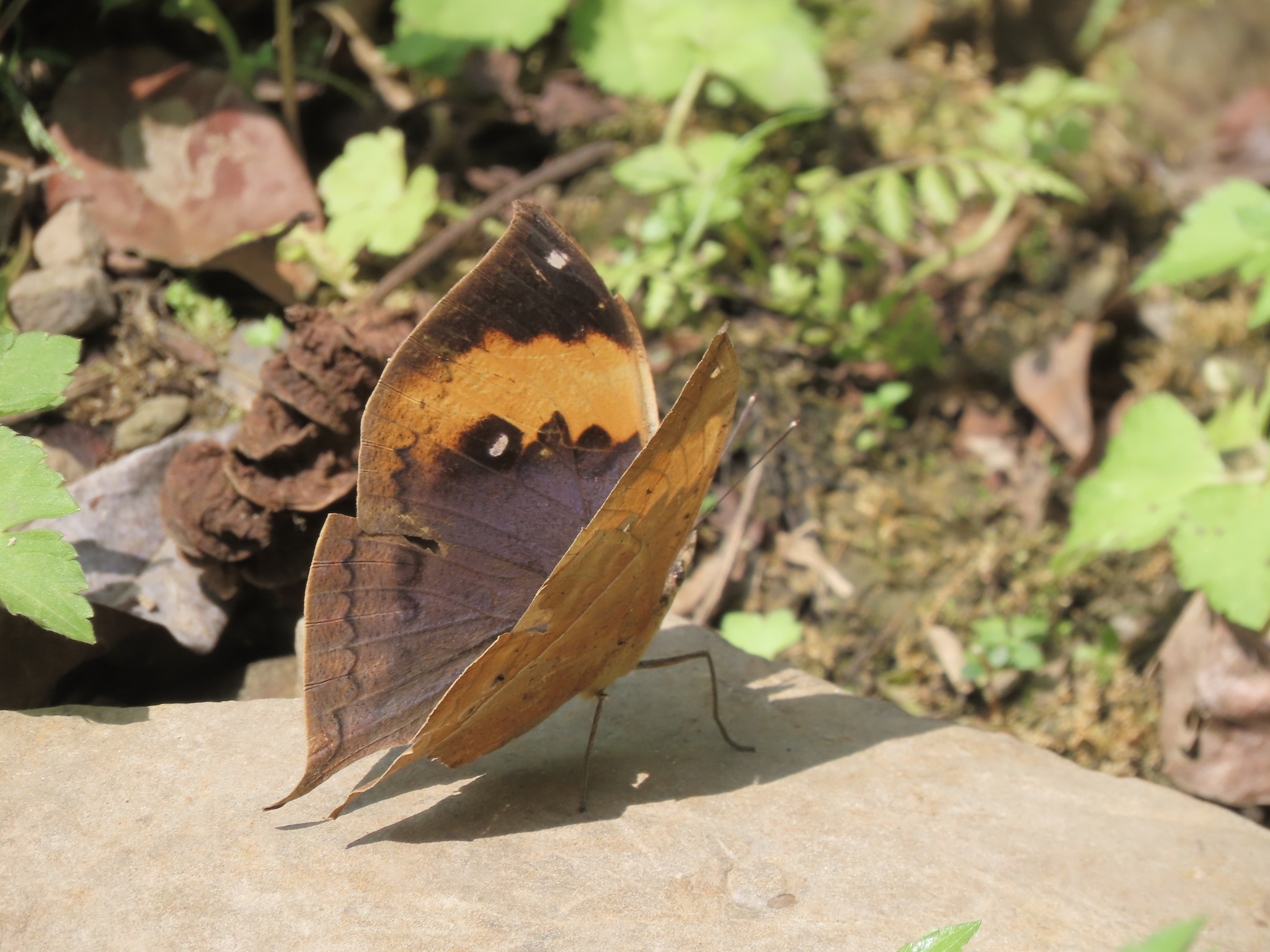 Kallima inachus Boisduval, 1836