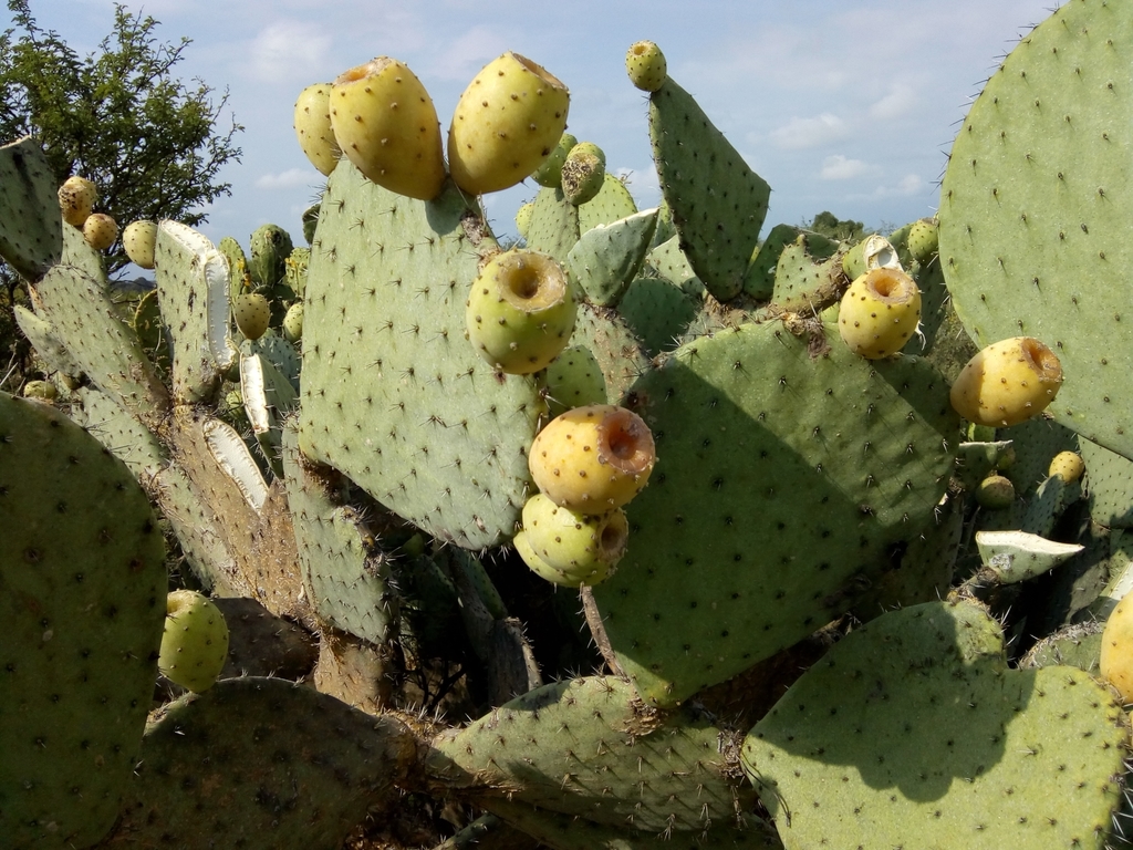 Opuntia joconostle from Unnamed Road, Jalisco, México on October 12 ...