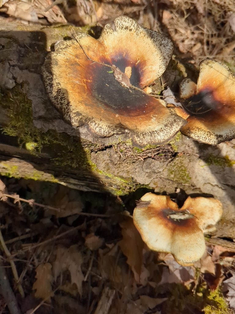 Bay Polypore in April 2023 by Tim Best · iNaturalist