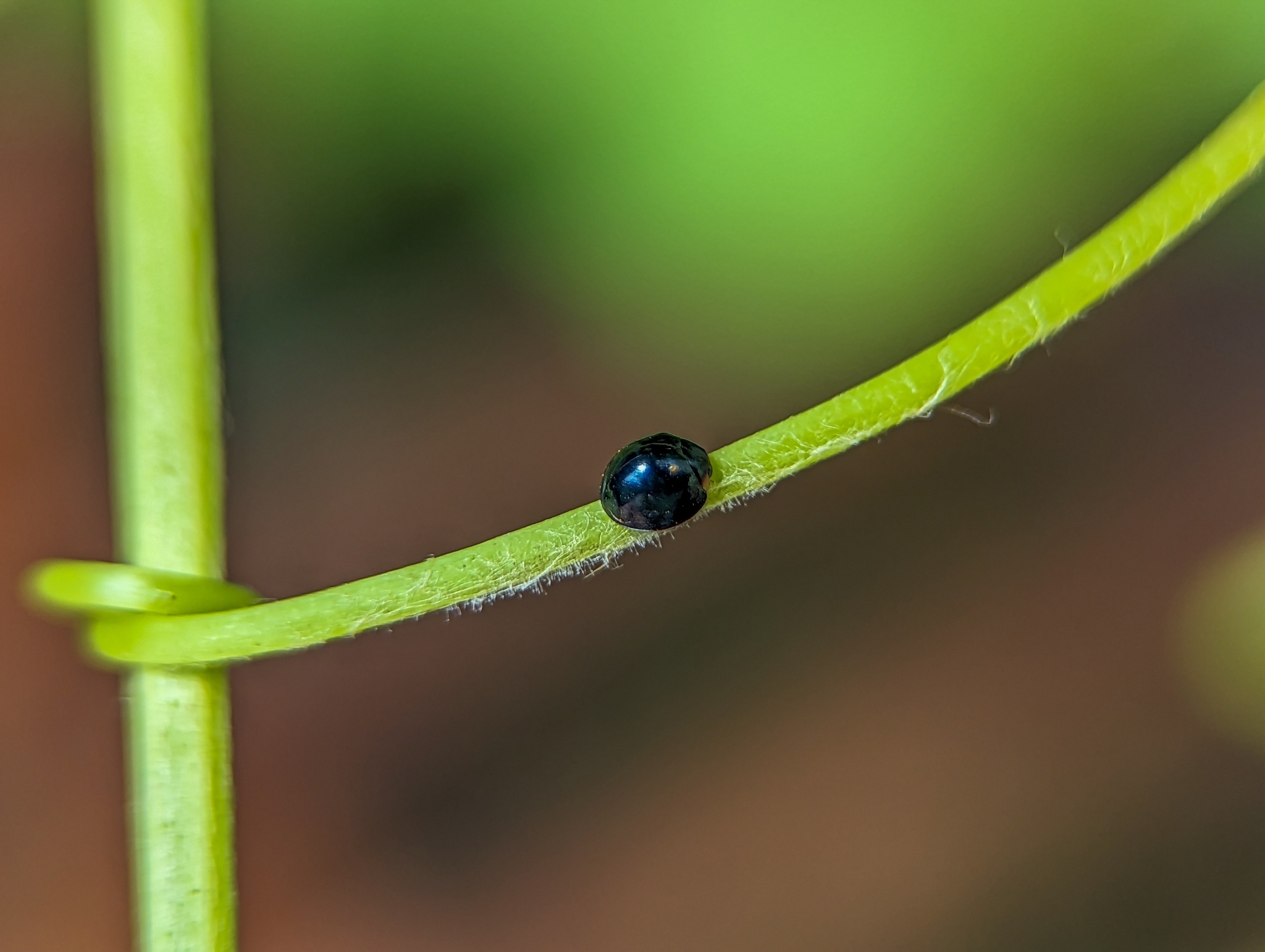 Chilocorus nigritus (Fabricius, 1798)