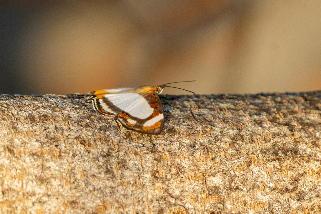 Banner Metalmark from Río Hato, Panamá on April 1, 2023 at 06:53 AM by ...