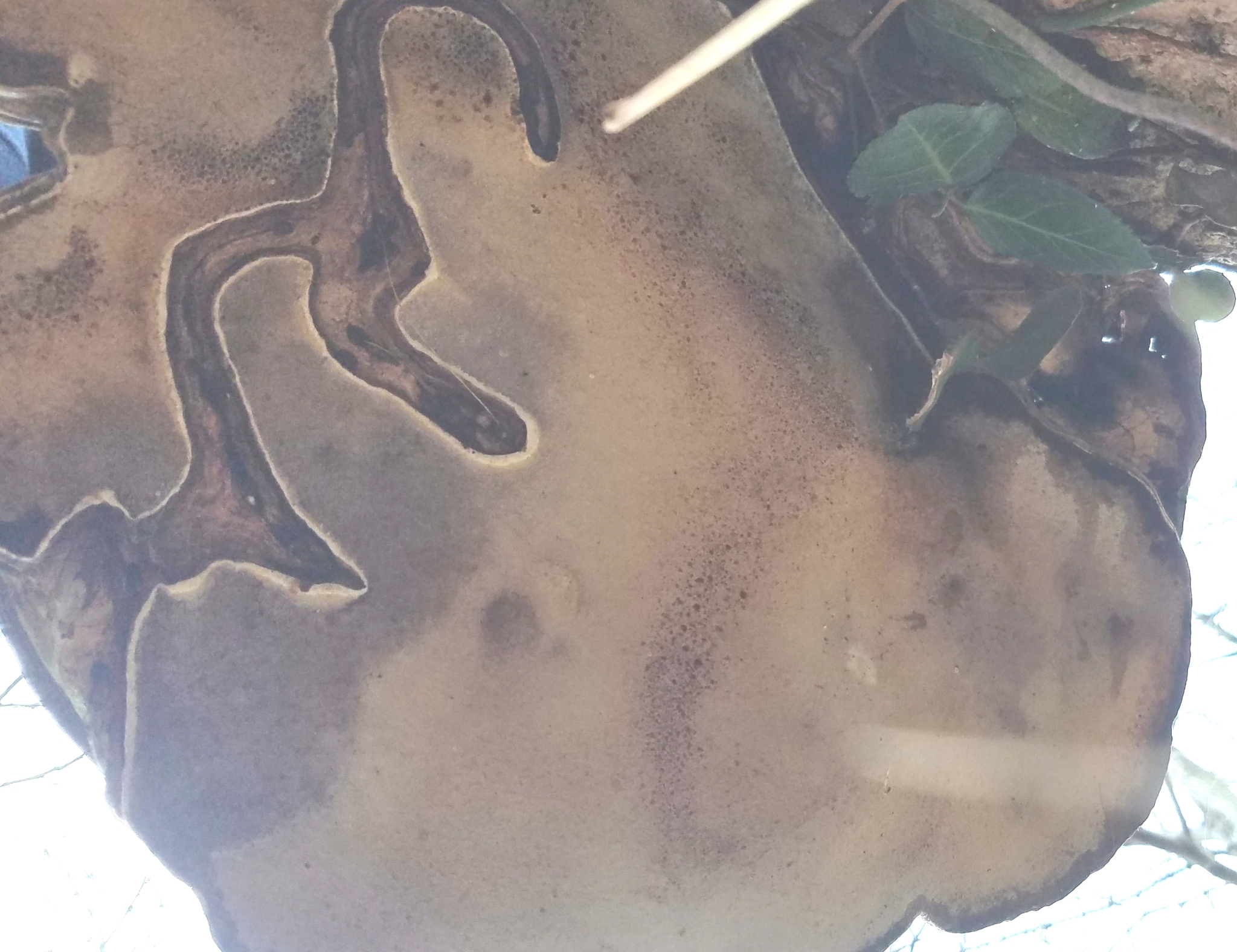 Ganoderma megaloma (Lév.) Bres.