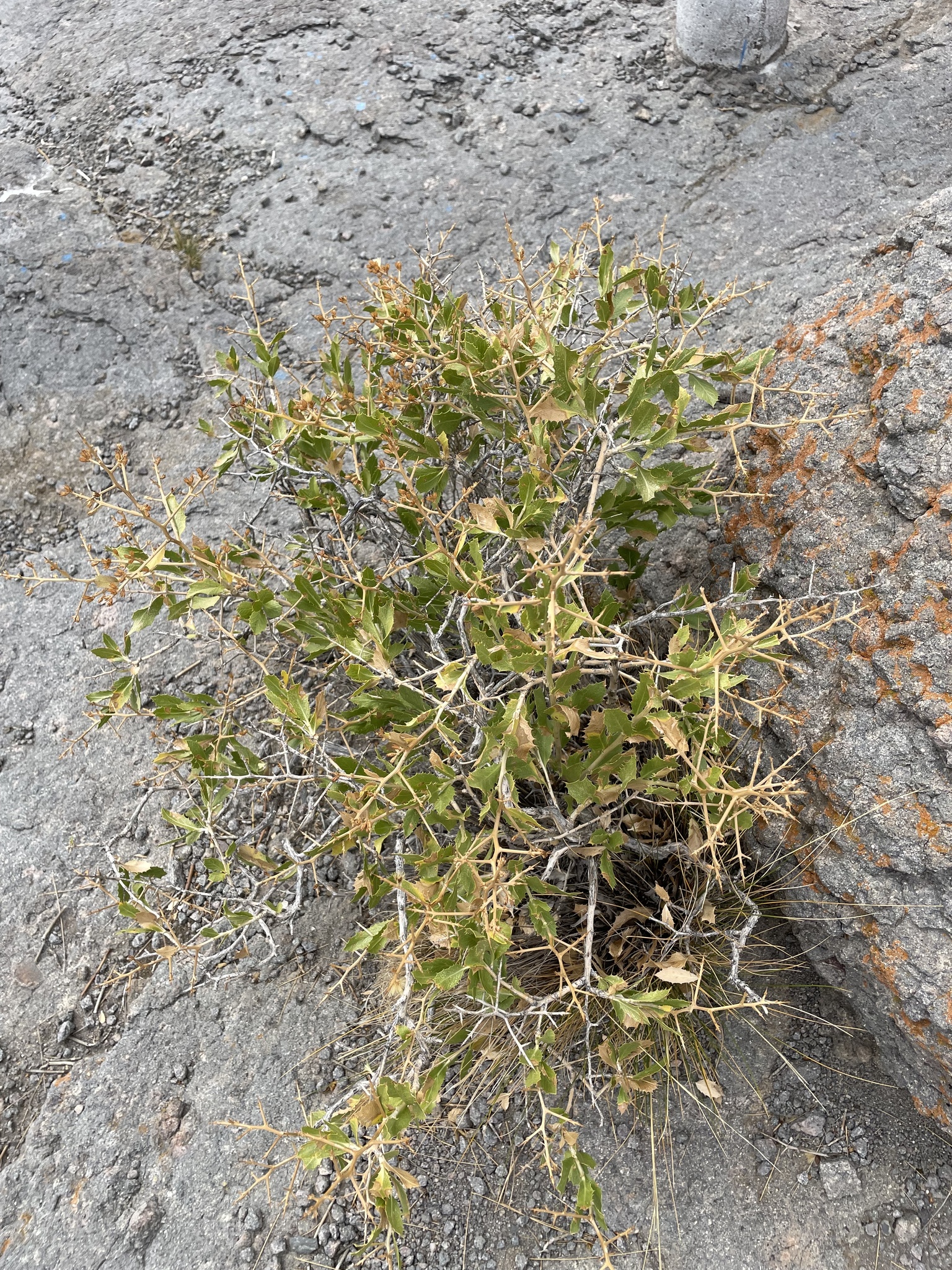 Proustia cuneifolia D.Don