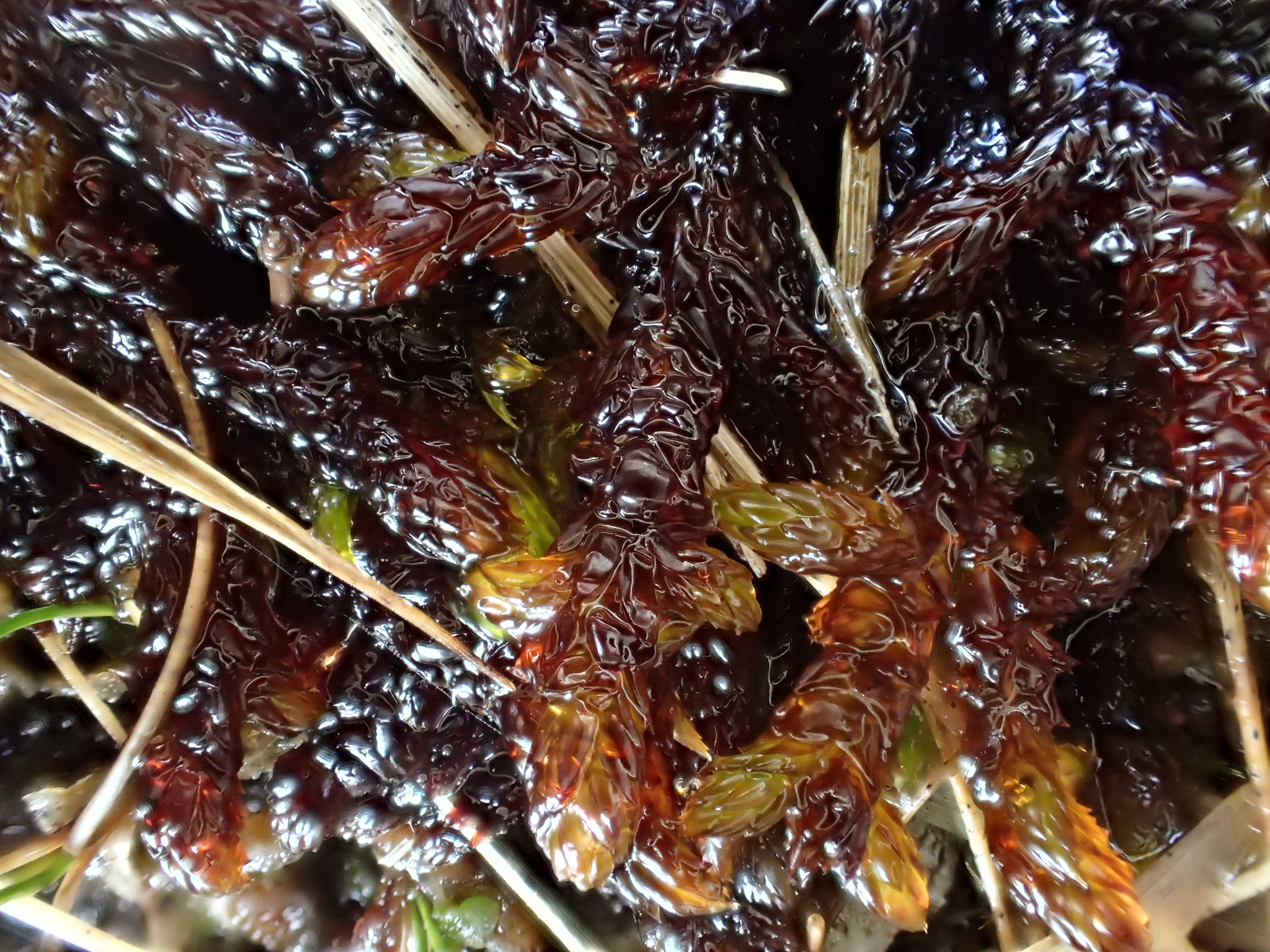 Scorpidium (Schimp.) Limpr.