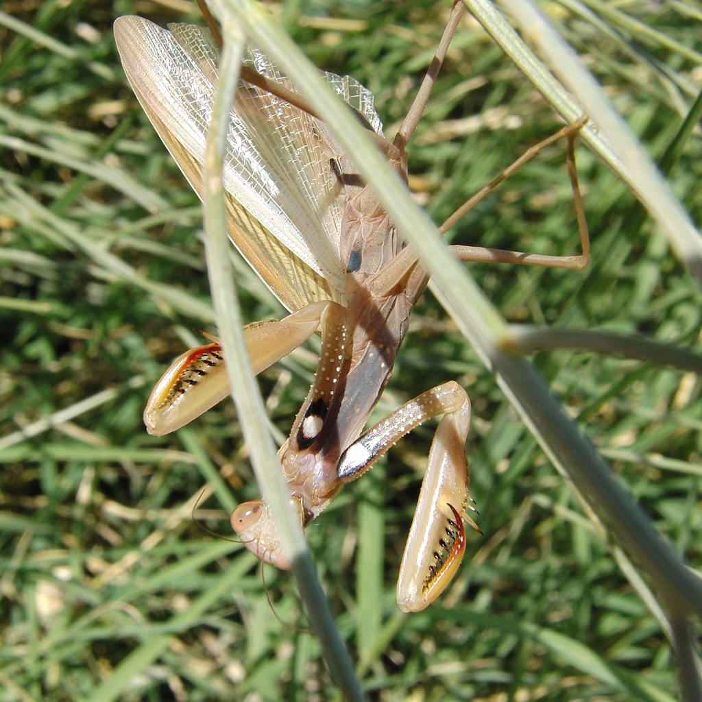 European Mantis from Vega de Antequera, Provinz Málaga, Spanien on ...