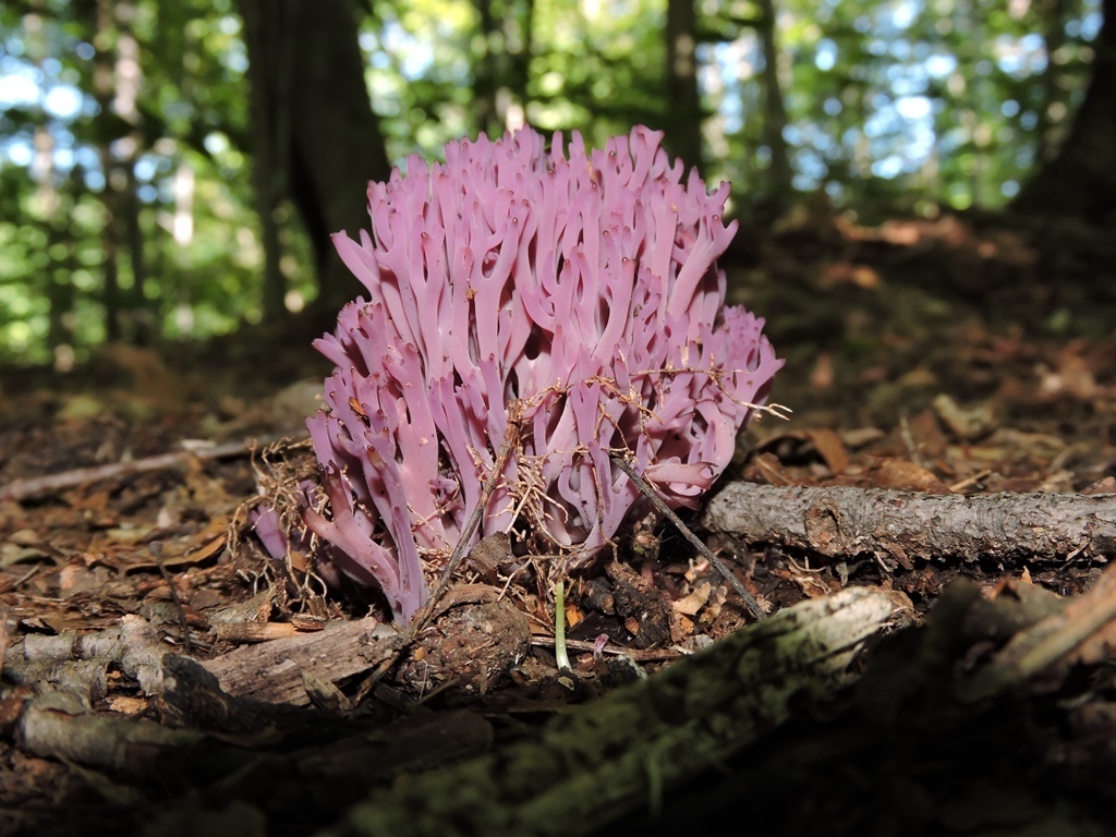 violet coral fungus in July 2015 by Linda Gilbert · iNaturalist