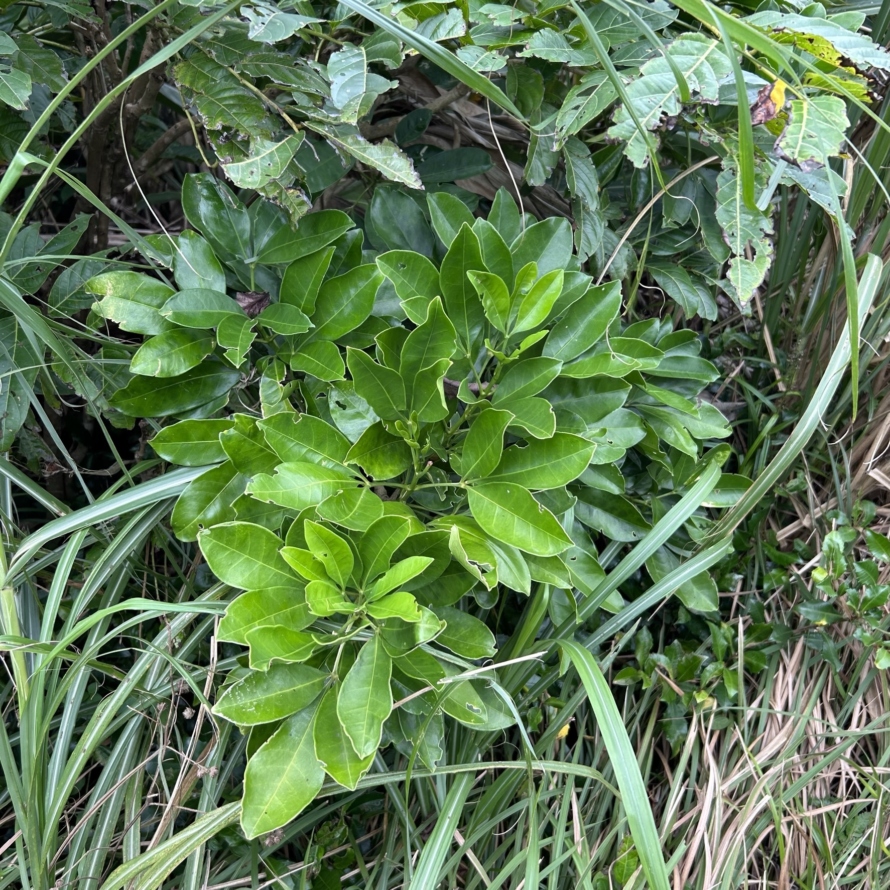 Melicope triphylla (Lam.) Merr.