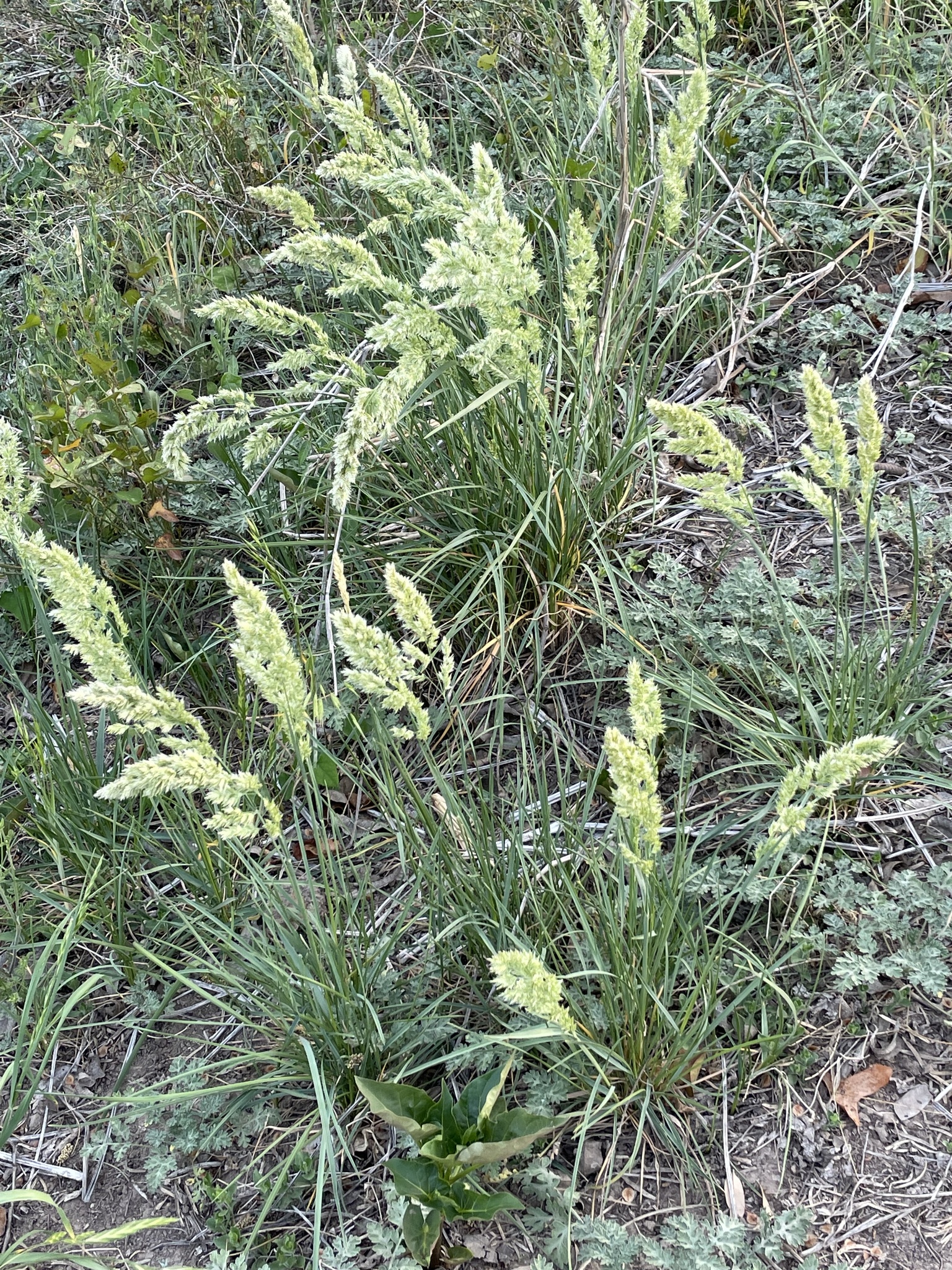 Poa arachnifera Torr.