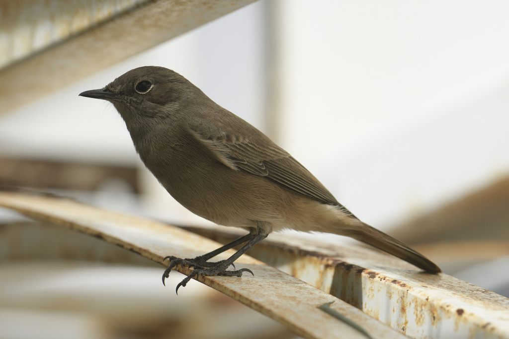 Familiar Chat from Central Karoo District Municipality, South Africa on ...
