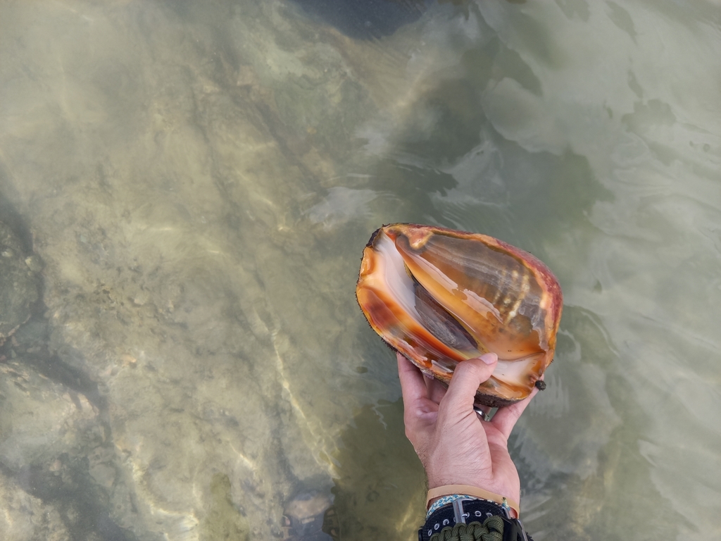 Eastern Pacific Giant Conch from Cóbano, Provincia de Puntarenas, Costa ...