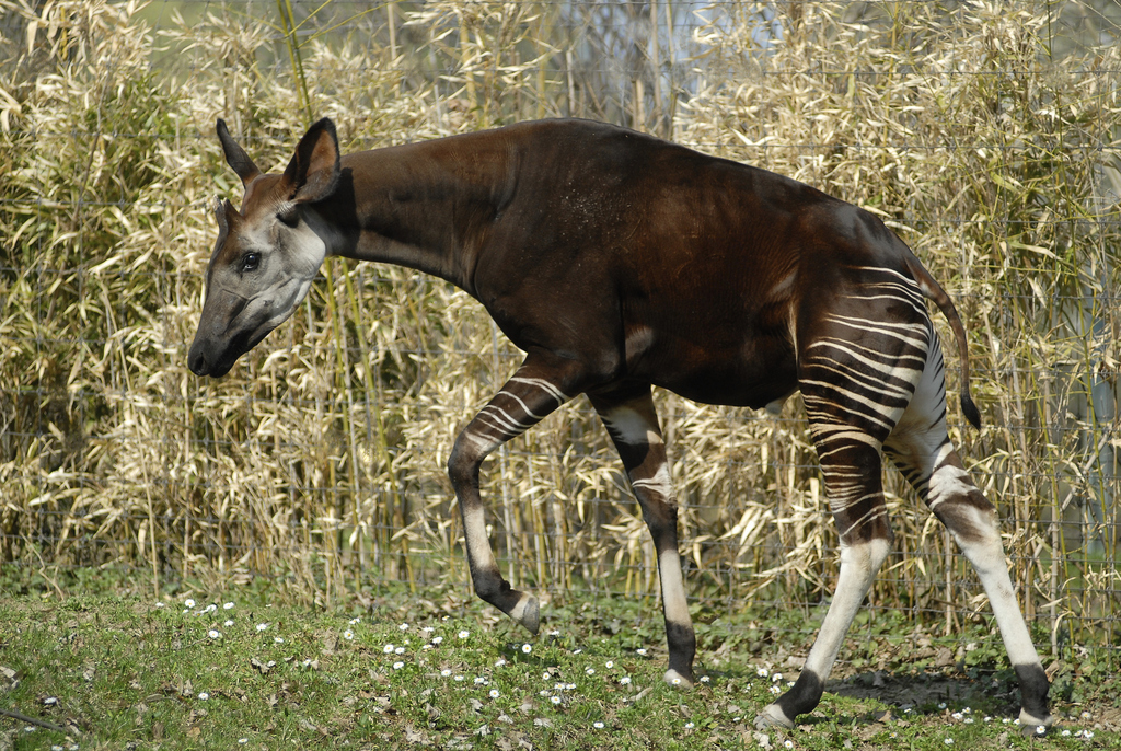 Okapi (Animals from Africa) · iNaturalist