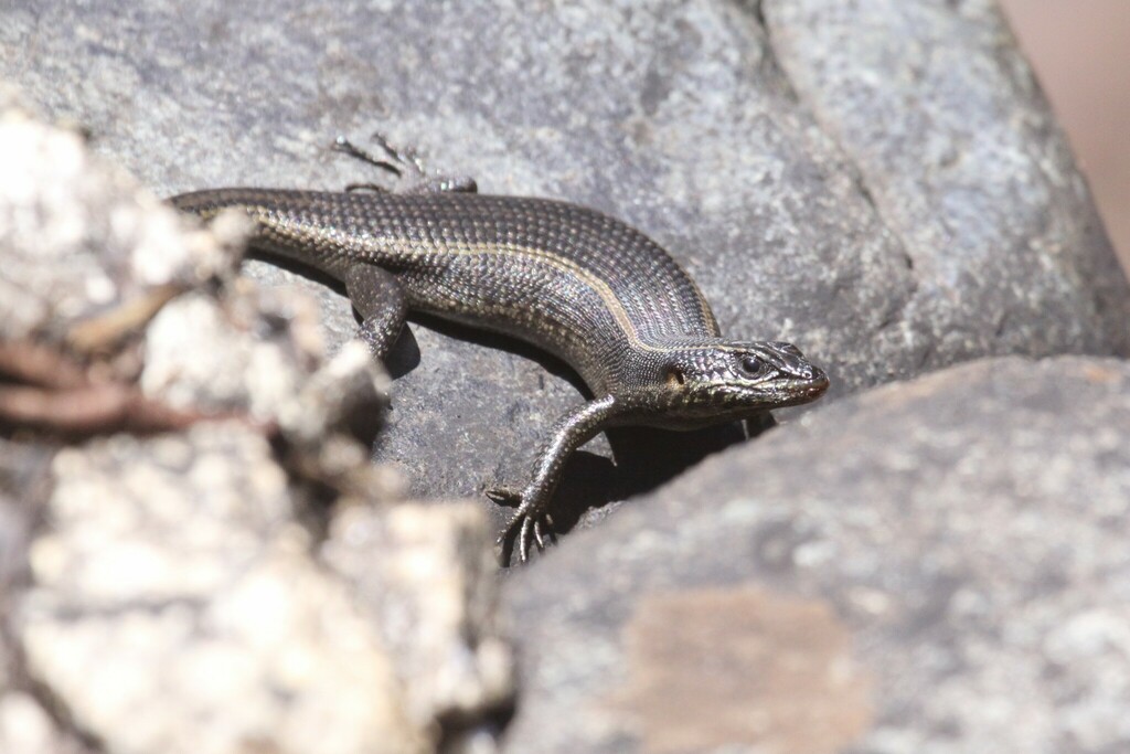 Speckled Rock Skink from Mutasa, Zimbabwe on November 24, 2015 at 11:07 ...