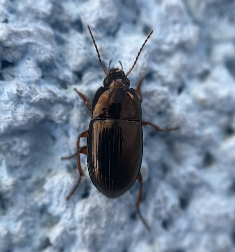 Common Sun Beetle from E 31st St, Baltimore, MD, US on April 4, 2023 at ...