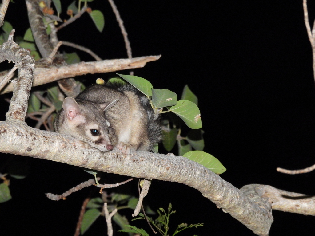 Ringtail from San Dionisio, B.C.S., México on April 1, 2023 at 10:41 PM ...