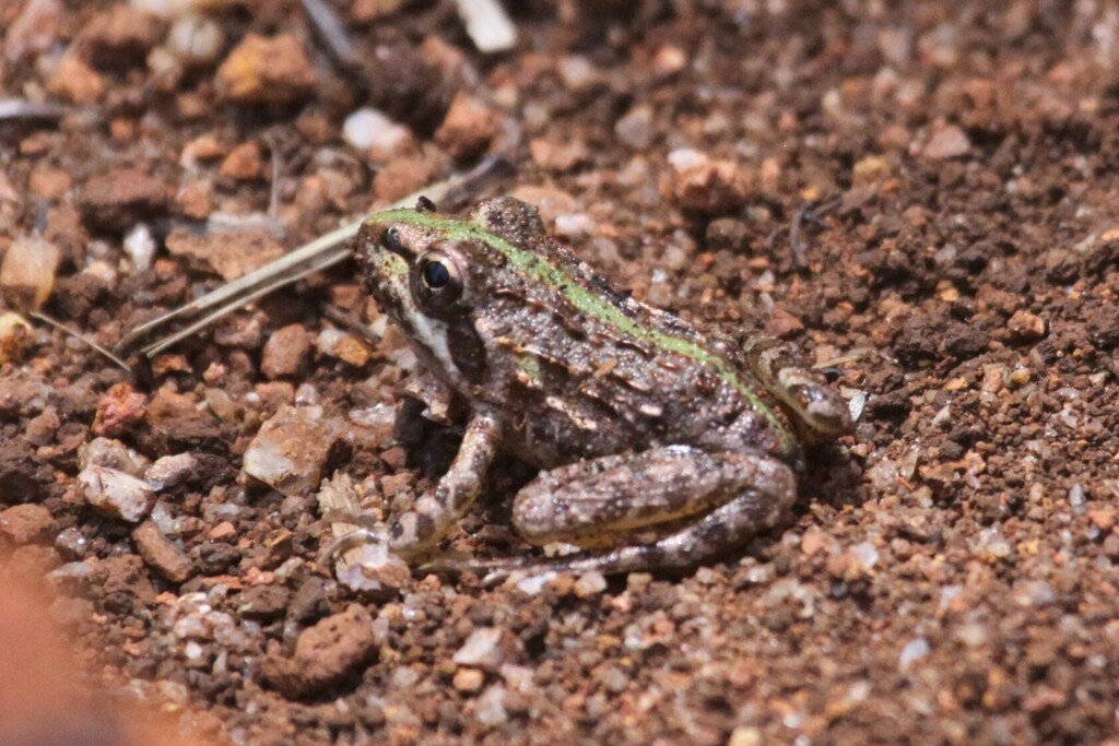Common River Frog from Mutasa, Zimbabwe on November 24, 2015 at 07:04 ...