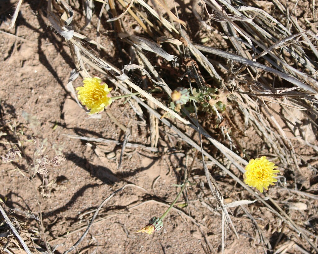 Fendler's Desertdandelion from Amado, AZ, USA on April 3, 2023 at 09:42 ...