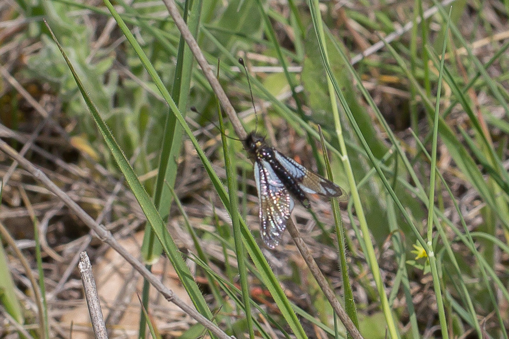 Libelloides lacteus (Brullé, 1832)