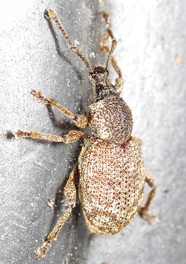 Clay-coloured Weevil from 73500 Saint-André, France on May 26, 2016 at ...