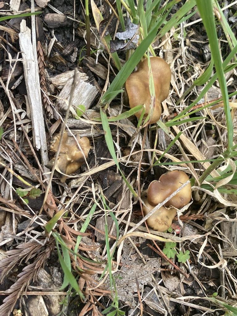 Wavy Cap in April 2023 by Ariel G · iNaturalist