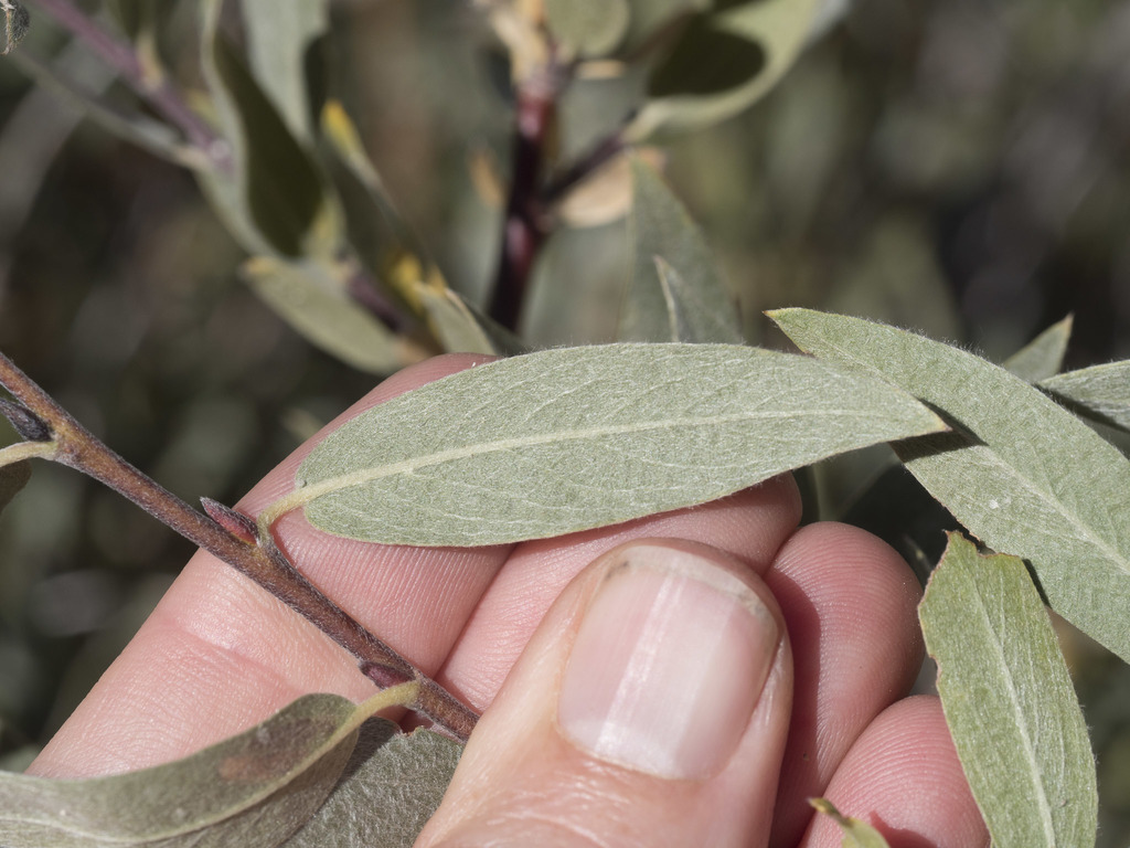 Wolf's Willow (Salix wolfii) - Botanical Realm