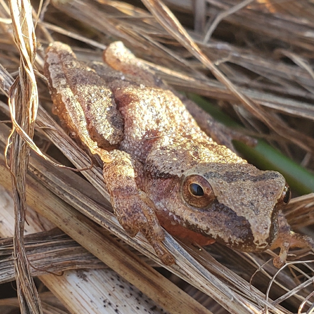 Spring Peeper from Millersville, MD 21108, USA on March 26, 2023 at 05: ...