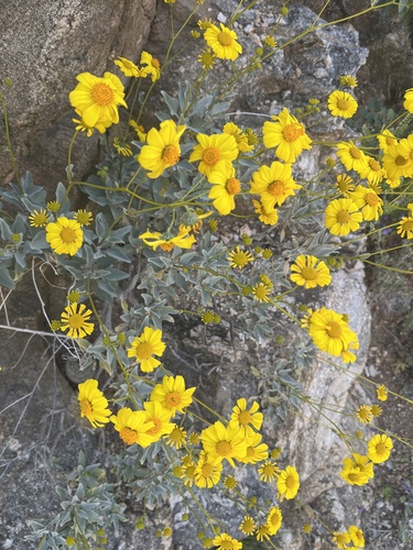 daisybird's Identifications · iNaturalist