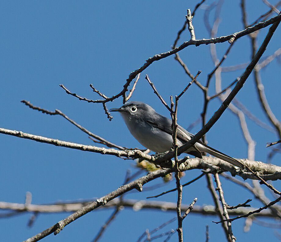 Blue-gray Gnatcatcher from Fauquier County, VA, USA on April 4, 2023 at ...