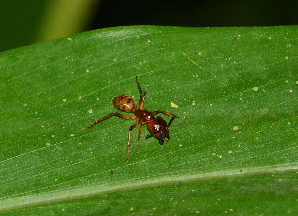 Tropical Carpenter Ant from Magé, RJ, Brasil on April 3, 2023 at 10:05 ...