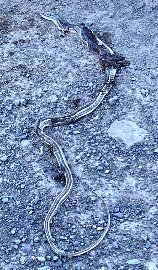 Cape Sand Snake from Karoo National Park, Beaufort West, WC, ZA on ...