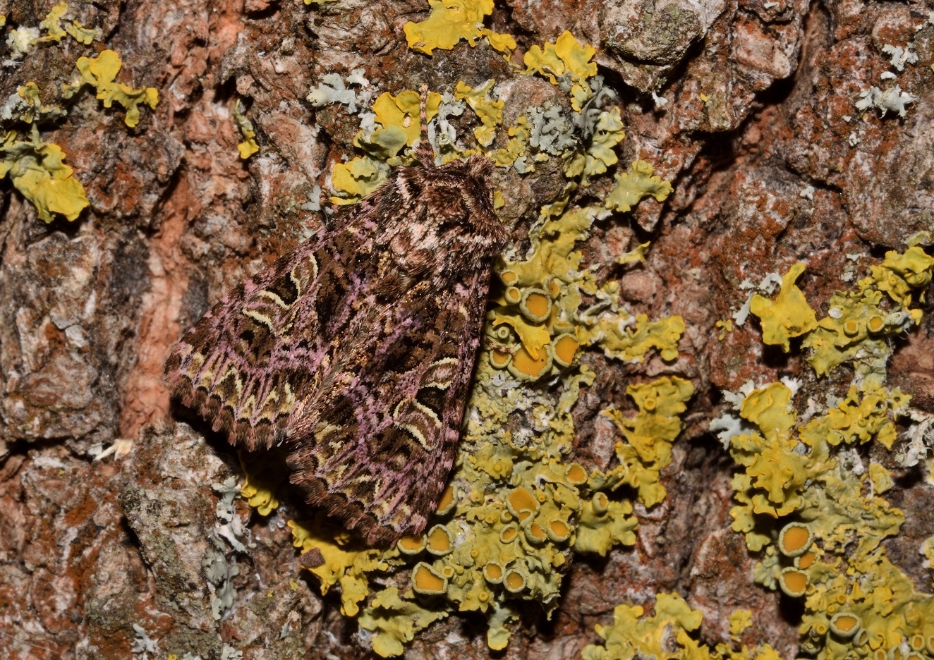 Sideridis rivularis Fabricius, 1775