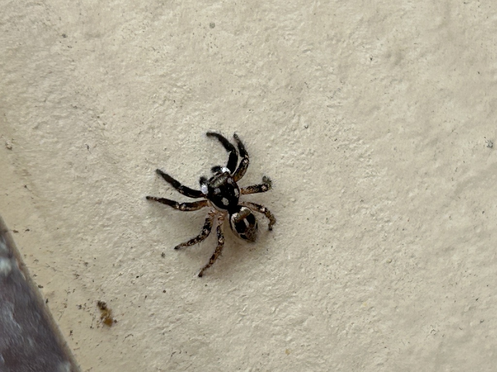 Twin-flagged Jumping Spider from Maple Rock Ct, San Antonio, TX, US on ...