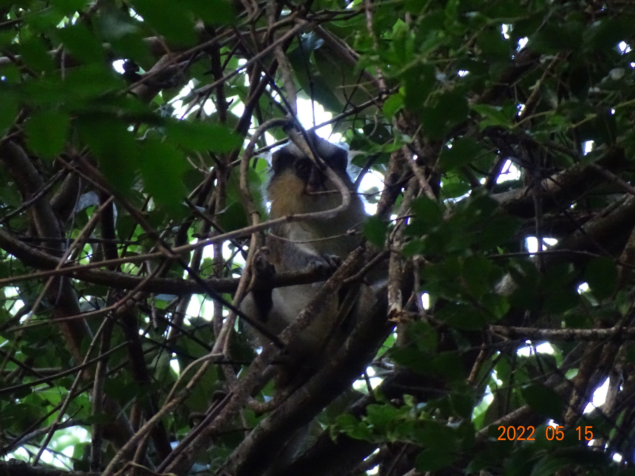 Cercopithecus pogonias Bennett, 1833