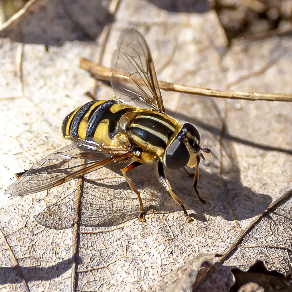 Narrow-headed Marsh Fly from Rockland County, NY, USA on April 4, 2023 ...