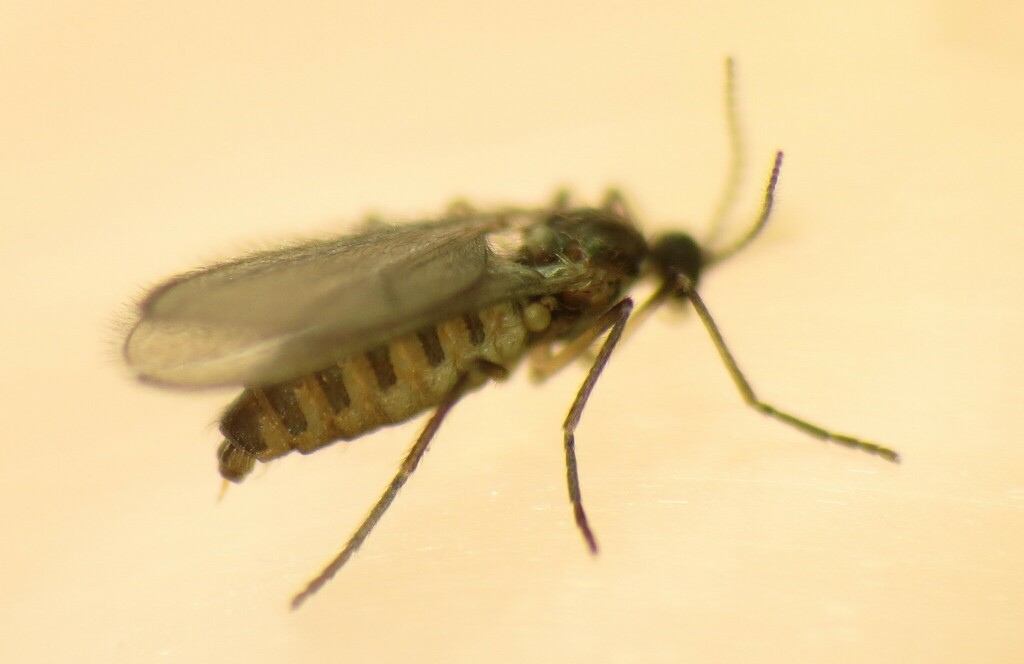 Contarinia from Loma Del Rey, Albuquerque, NM 87111, USA on April 04 ...