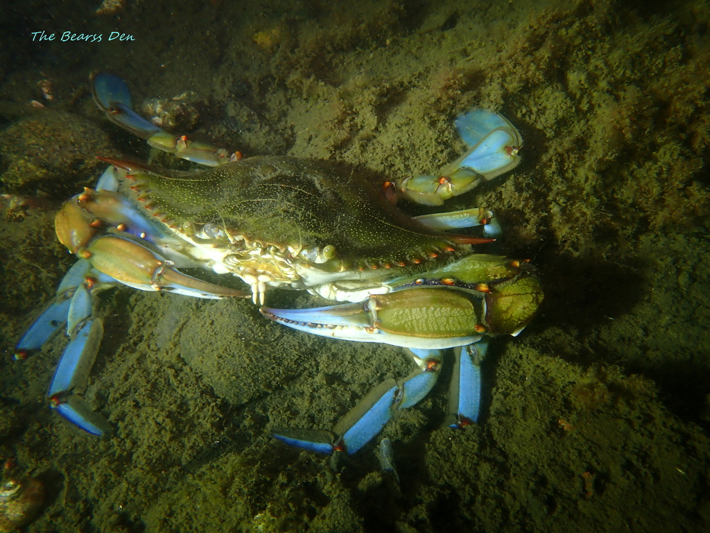 Atlantic Blue Crab from Halifax, NS, Canada on October 07, 2021 at 06: ...