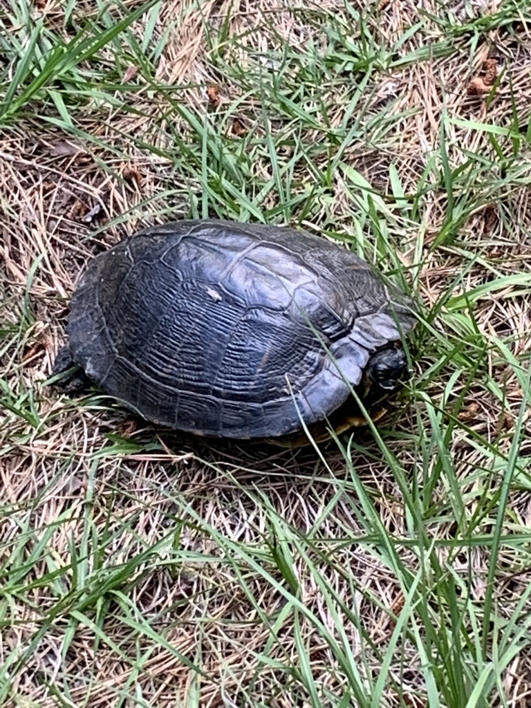 Pond Slider in April 2023 by jbarrow23 · iNaturalist