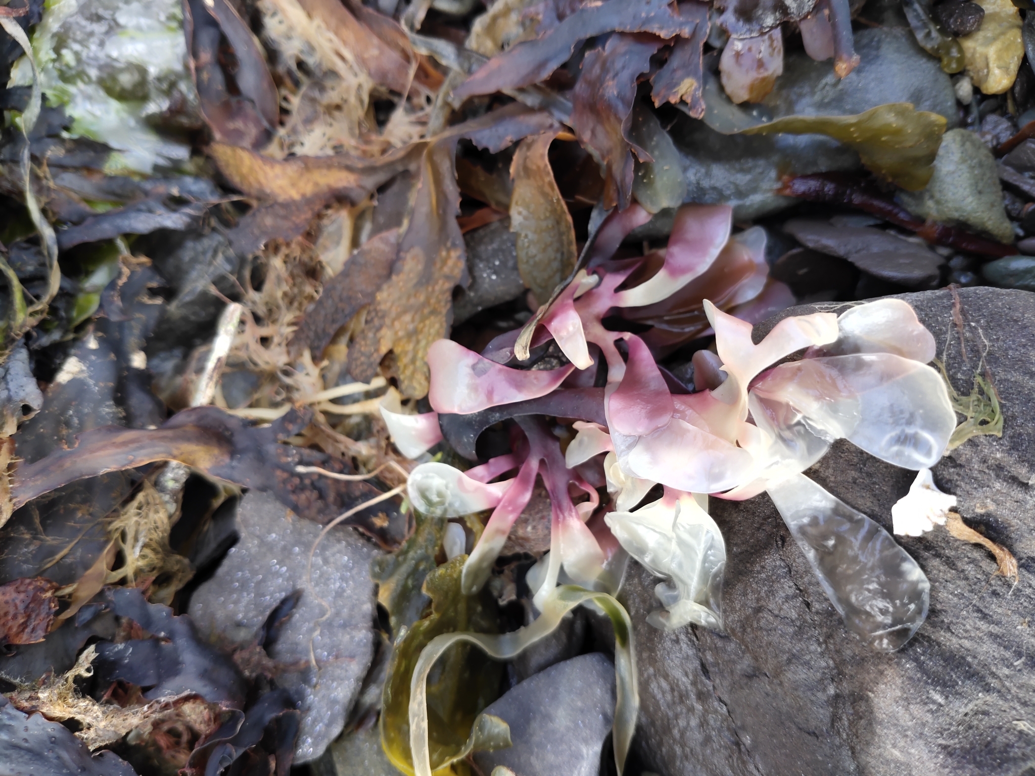 Chondrus crispus Stackhouse