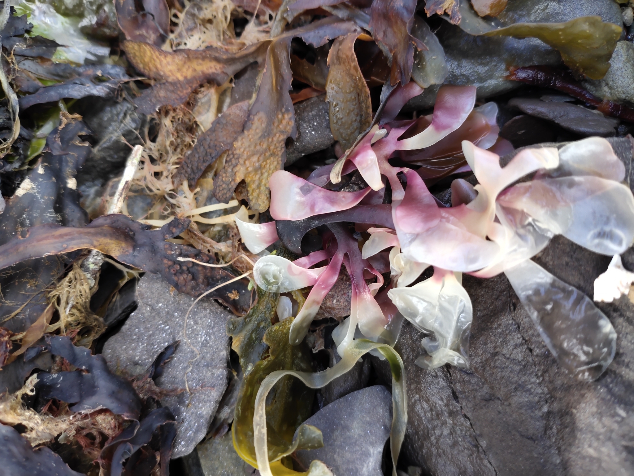 Chondrus crispus Stackhouse