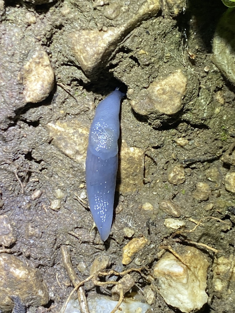 Deroceras samium from Samos, Marathokambos, North Aegean, GR on April ...