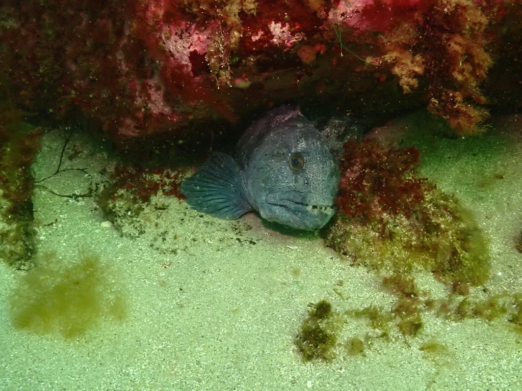 Atlantic Wolffish from Terence Bay, NS, Canada on May 05, 2022 at 07:11 ...