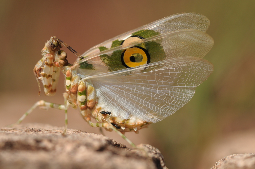African Spiny Flower Mantis (Mantises of Sierra Leone) · iNaturalist