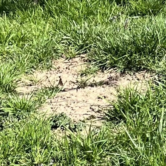 Commas from Rock Creek Park, Washington, DC, US on April 4, 2023 at 03: ...