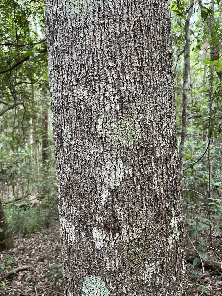 Soft Corkwood from Commissioners Flat QLD 4514, Australia on April 1 ...
