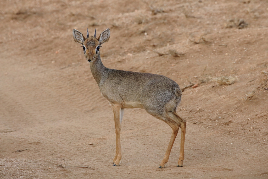 Kirk's Dik-dik (Madoqua kirkii) - Know Your Mammals