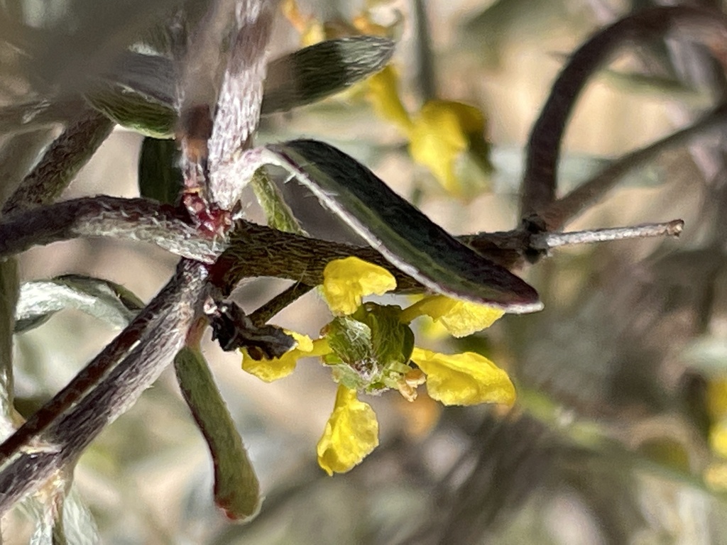 slender janusia from Catalina Foothills, AZ, USA on April 4, 2023 at 08 ...