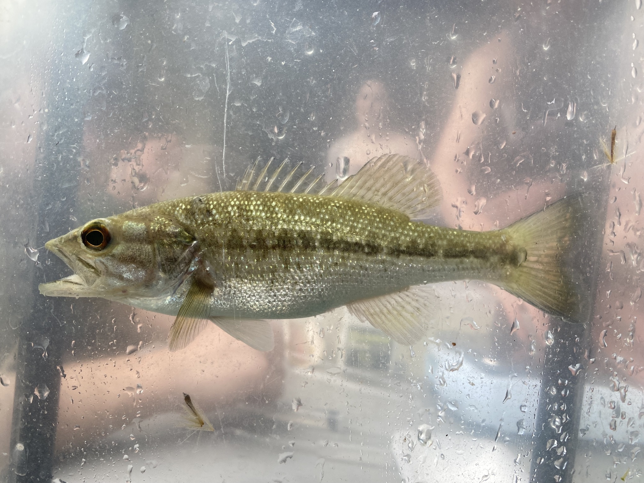 Micropterus punctulatus (Rafinesque, 1819)