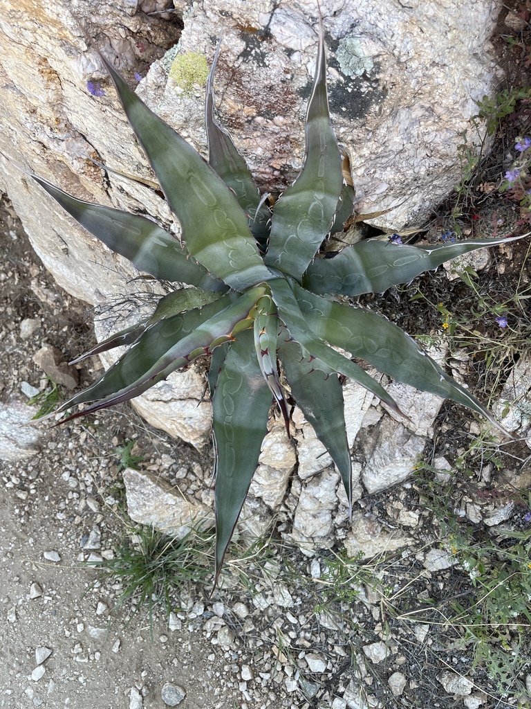 goldenflower century plant from Pima County, AZ, USA on April 4, 2023 ...